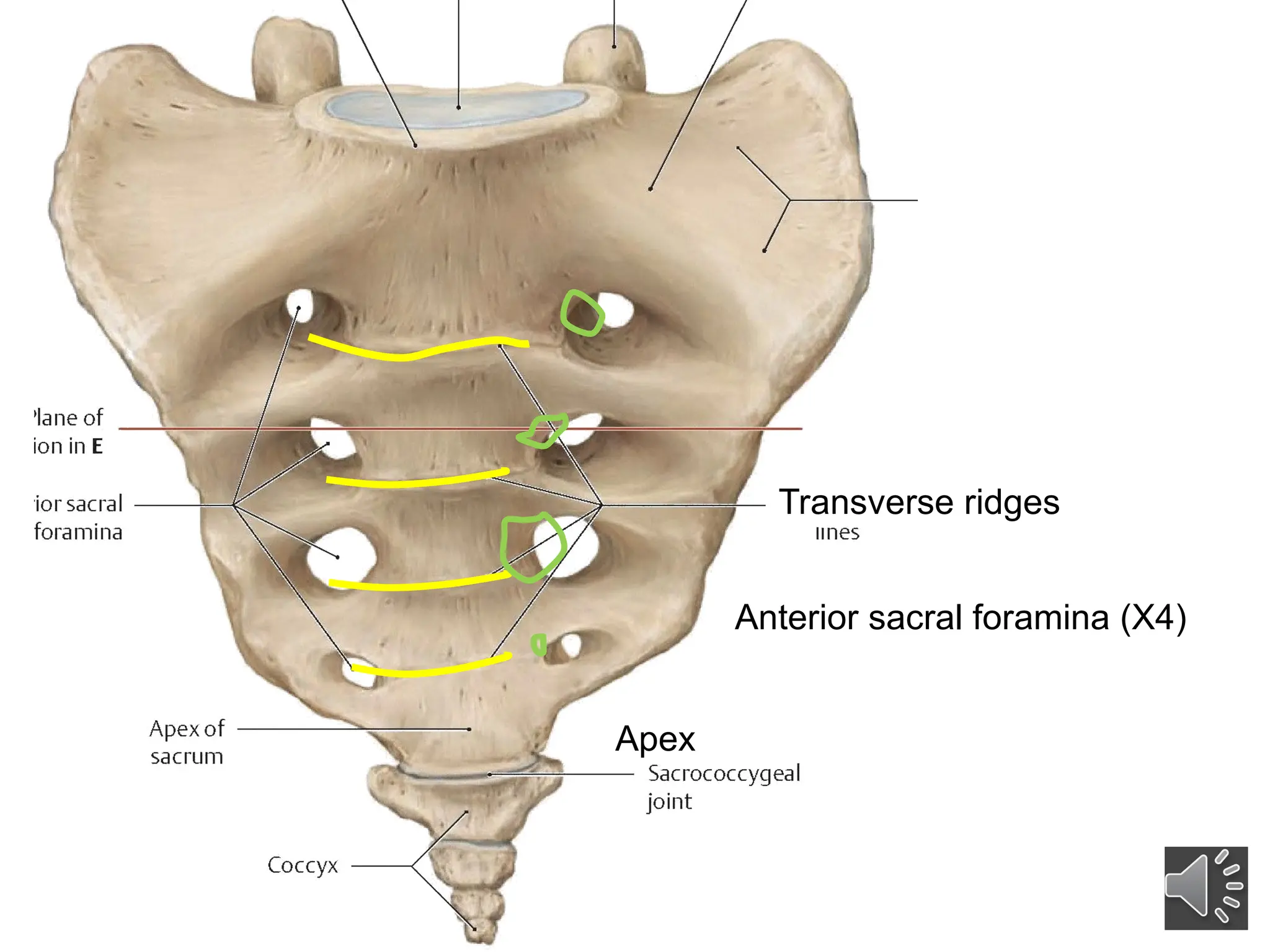 Anatomy of the Bony Pelvis in Humans presentation | PPTX