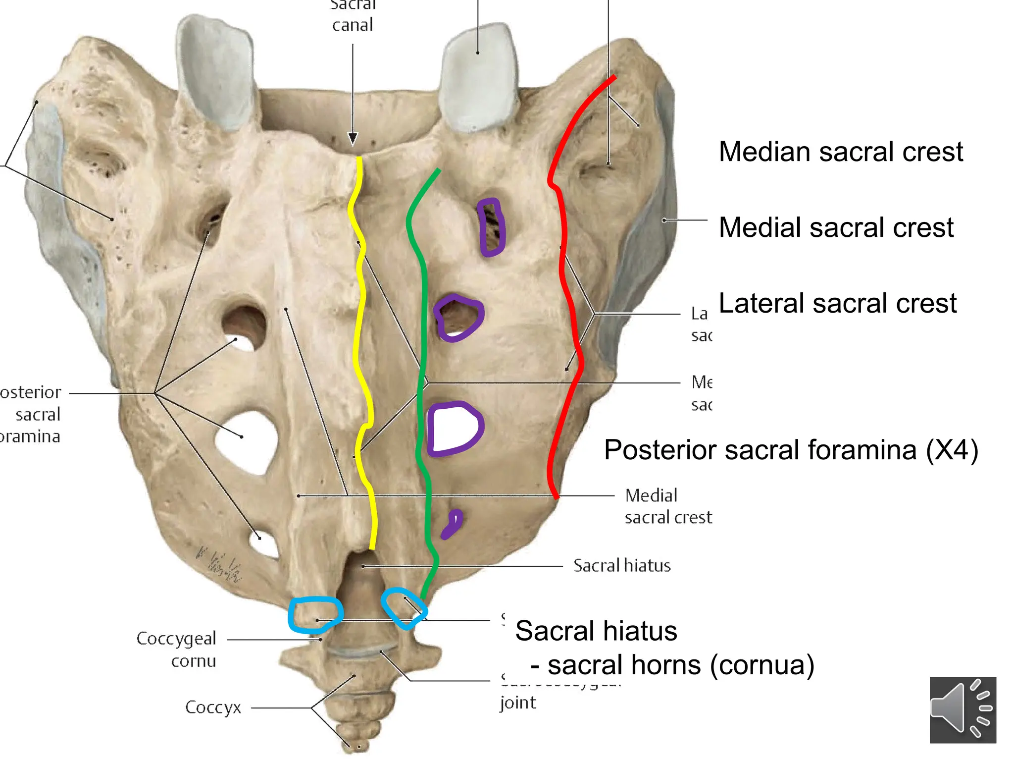 Anatomy of the Bony Pelvis in Humans presentation | PPTX