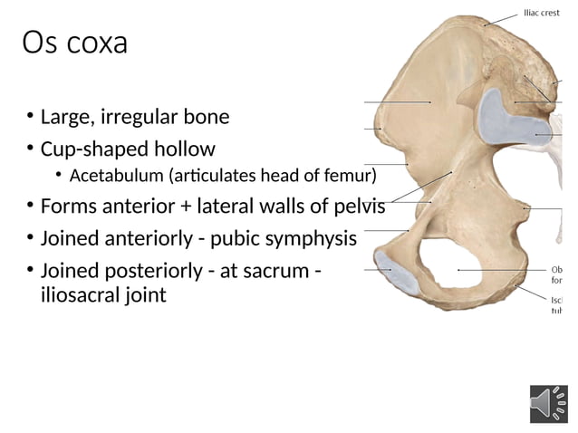 Anatomy of the Bony Pelvis in Humans presentation | PPT