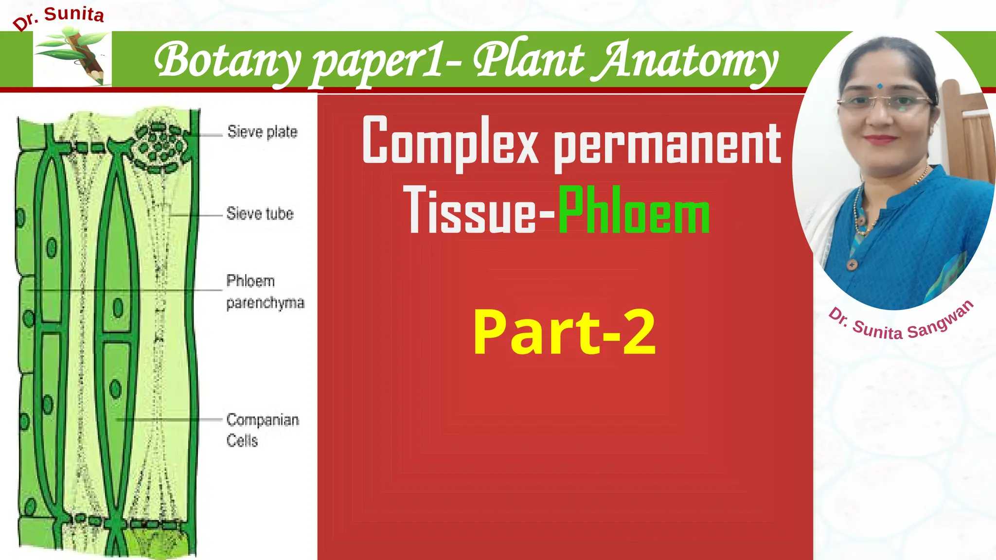 Phloem - Complex permanent tissue in plants | PPTX | Gardening | Home ...
