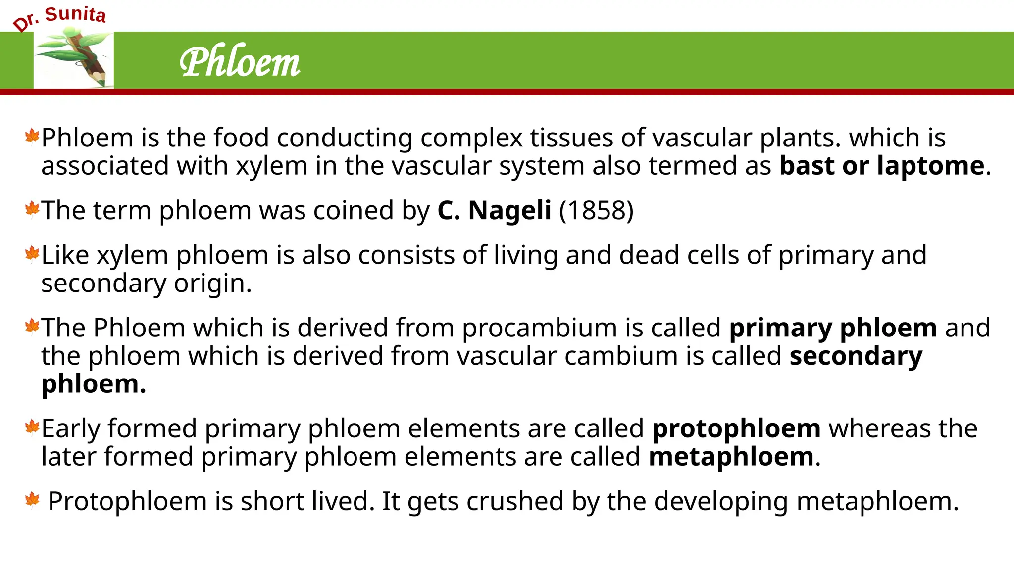 Phloem - Complex permanent tissue in plants | PPTX