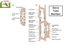 Phloem - Complex permanent tissue in plants | PPTX