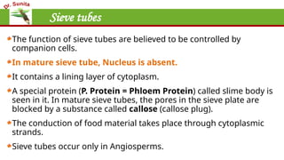 Phloem - Complex permanent tissue in plants | PPTX