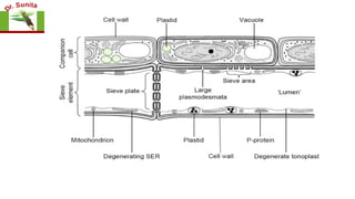 Phloem - Complex permanent tissue in plants | PPTX