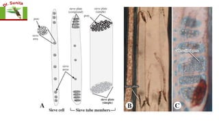 Phloem - Complex permanent tissue in plants | PPTX