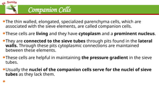Phloem - Complex permanent tissue in plants | PPTX