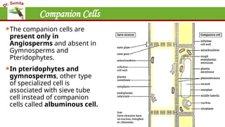 Phloem - Complex permanent tissue in plants | PPTX