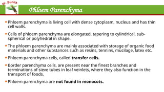 Phloem - Complex permanent tissue in plants | PPTX