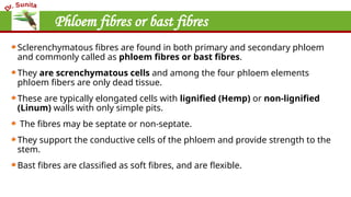 Phloem - Complex permanent tissue in plants | PPTX