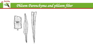 Phloem - Complex permanent tissue in plants | PPTX
