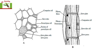 Phloem - Complex permanent tissue in plants | PPTX