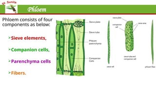 Phloem - Complex permanent tissue in plants | PPTX
