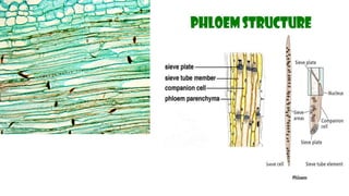 Phloem - Complex permanent tissue in plants | PPTX
