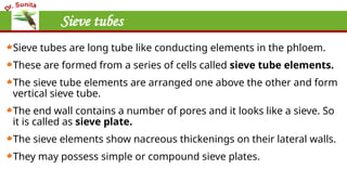 Phloem - Complex permanent tissue in plants | PPTX