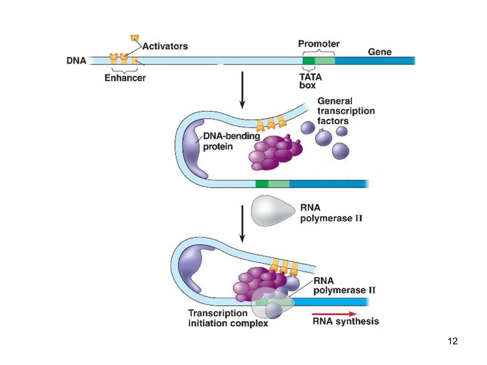 6. An overview of Gene Control_2014o.ppt