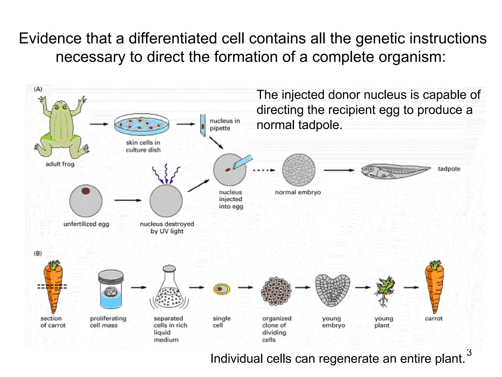 6. An overview of Gene Control_2014o.ppt