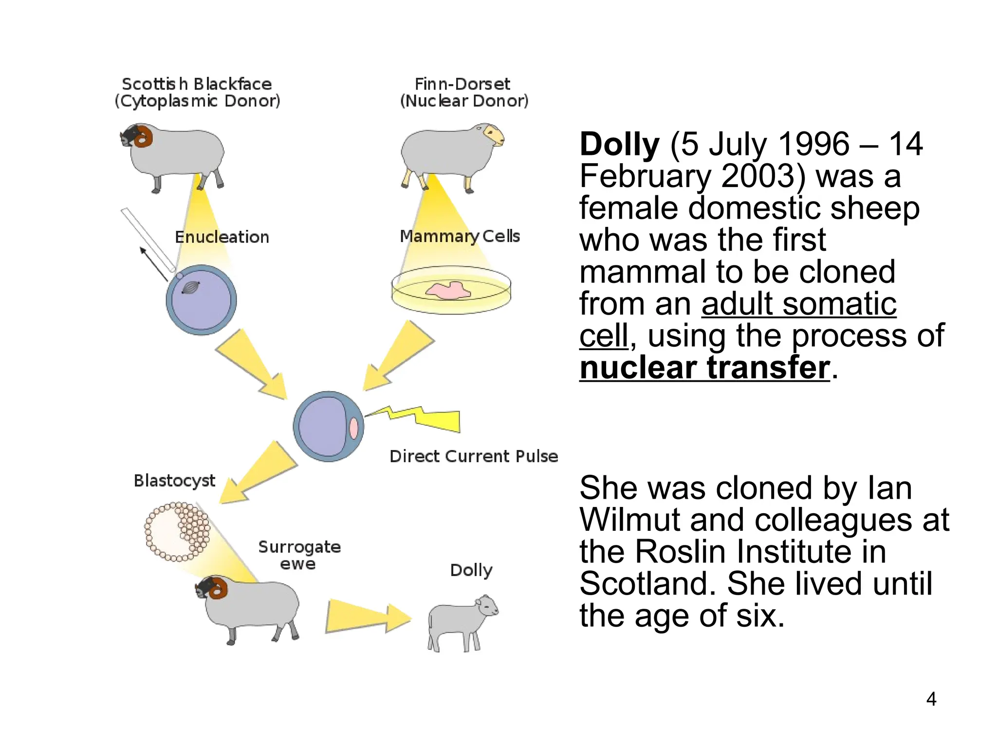 6. An overview of Gene Control_2014o.ppt