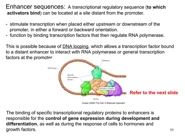 6. An overview of Gene Control_2014o.ppt