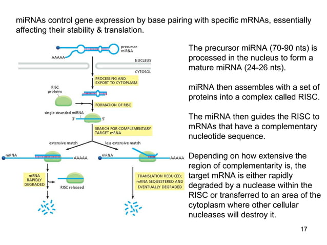 6. An overview of Gene Control_2014o.ppt