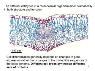 6. An overview of Gene Control_2014o.ppt