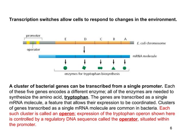6. An overview of Gene Control_2014o.ppt