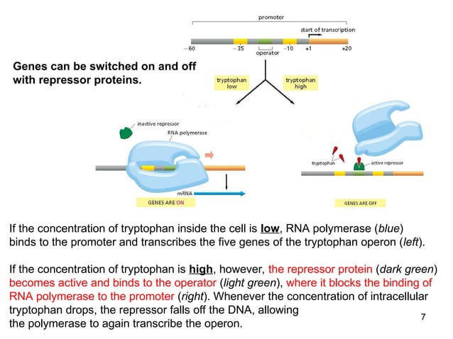 6. An overview of Gene Control_2014o.ppt