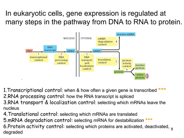 6. An overview of Gene Control_2014o.ppt