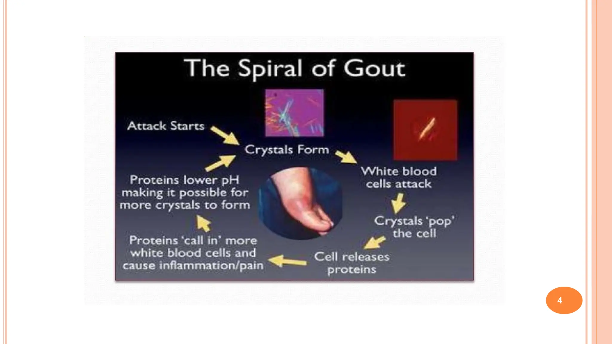 Anti-Gout Agents.pptx Pharmacology-II,B.Pharmacy | PPTX