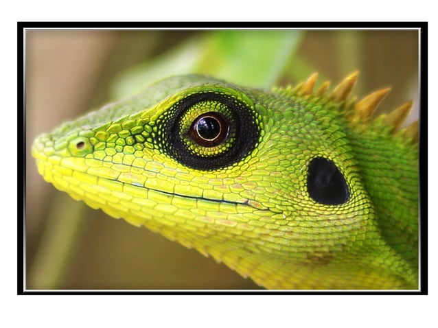 6.1 Shape Elements of Art in Photography.pptx