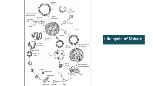 Volvox : The genus of algae , volvox study | PDF | Biological Sciences ...