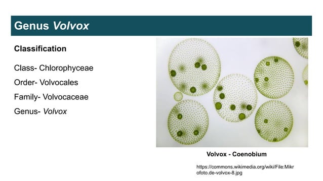 Volvox : The genus of algae , volvox study | PDF | Biological Sciences ...