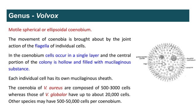Volvox : The genus of algae , volvox study | PDF | Biological Sciences ...