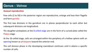 Volvox : The genus of algae , volvox study | PDF