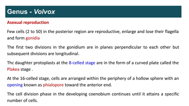 Volvox : The genus of algae , volvox study | PDF | Biological Sciences ...