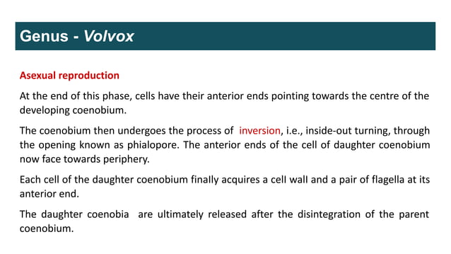 Volvox : The genus of algae , volvox study | PDF | Biological Sciences ...