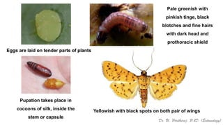 Pests of Pomegranate_Integrated Pest Management_Dr.UPR.pdf | Gardening | Home & Garden