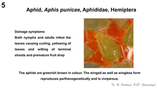 Pests of Pomegranate_Integrated Pest Management_Dr.UPR.pdf