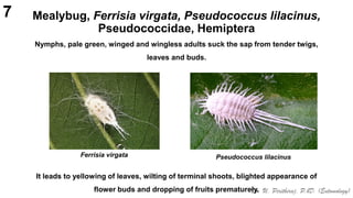 Pests of Pomegranate_Integrated Pest Management_Dr.UPR.pdf