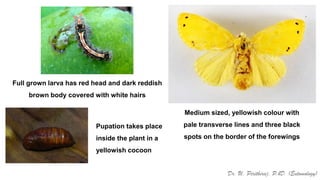 Pests of Pomegranate_Integrated Pest Management_Dr.UPR.pdf | Gardening | Home & Garden