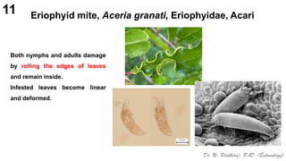 Pests of Pomegranate_Integrated Pest Management_Dr.UPR.pdf | Gardening | Home & Garden