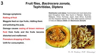 Pests of Pomegranate_Integrated Pest Management_Dr.UPR.pdf | Gardening ...