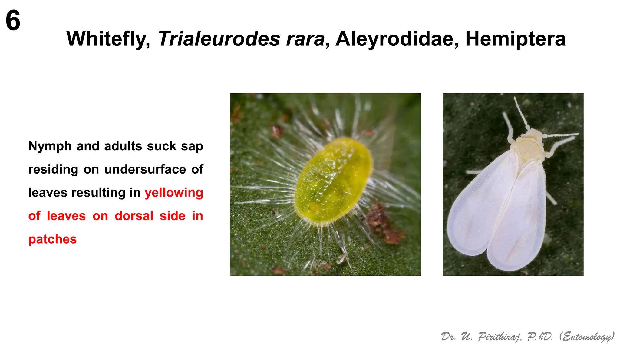 Pests of Anola_Identification_IPM_Dr.UPR.pdf