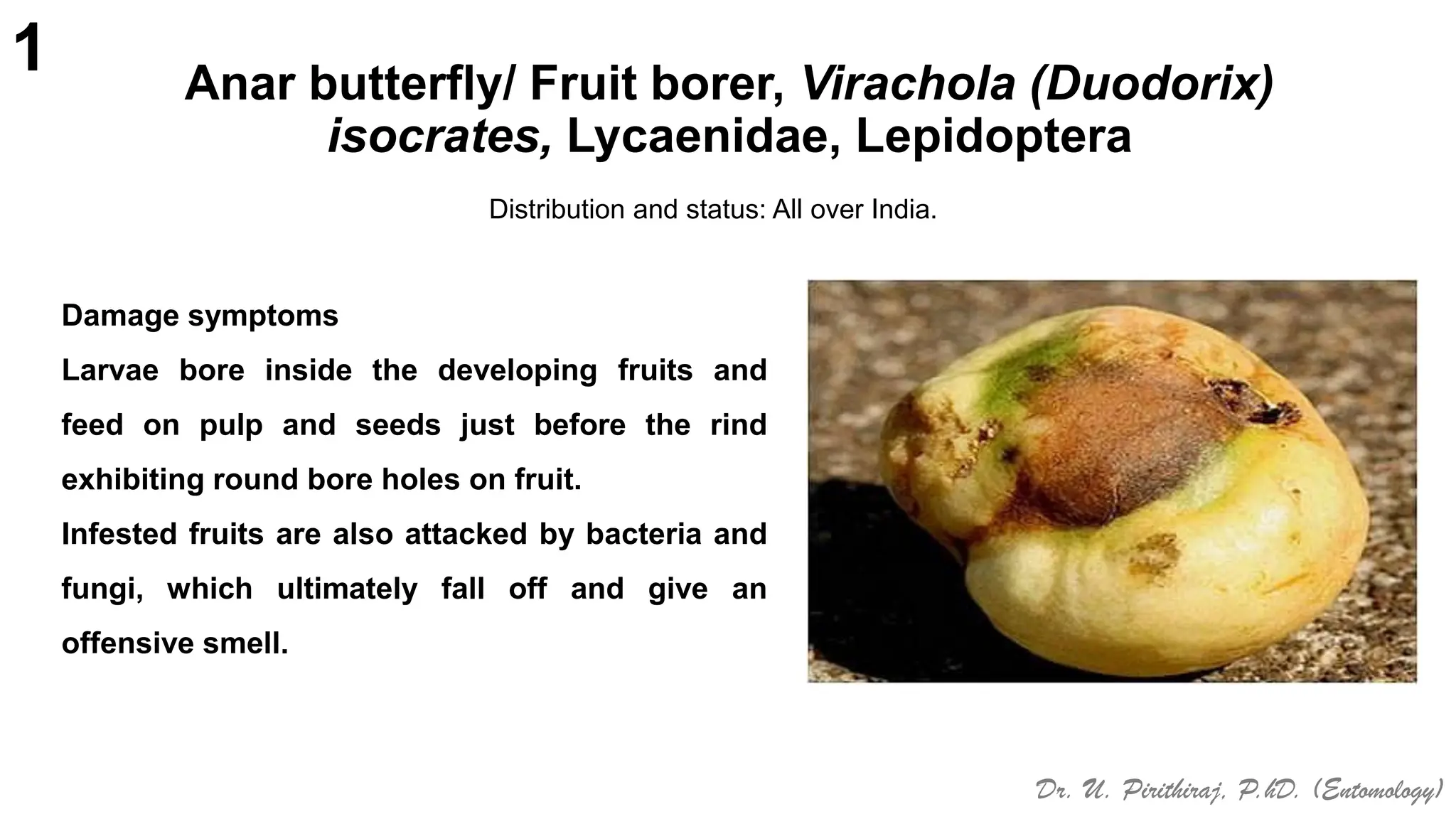 Pests of Anola_Identification_IPM_Dr.UPR.pdf