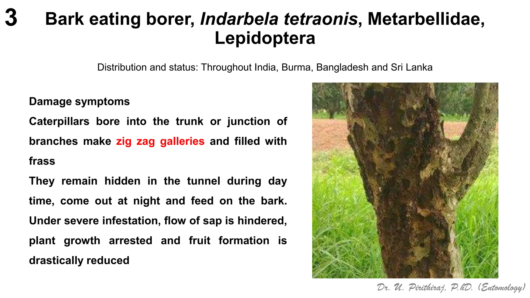 Pests of Anola_Identification_IPM_Dr.UPR.pdf