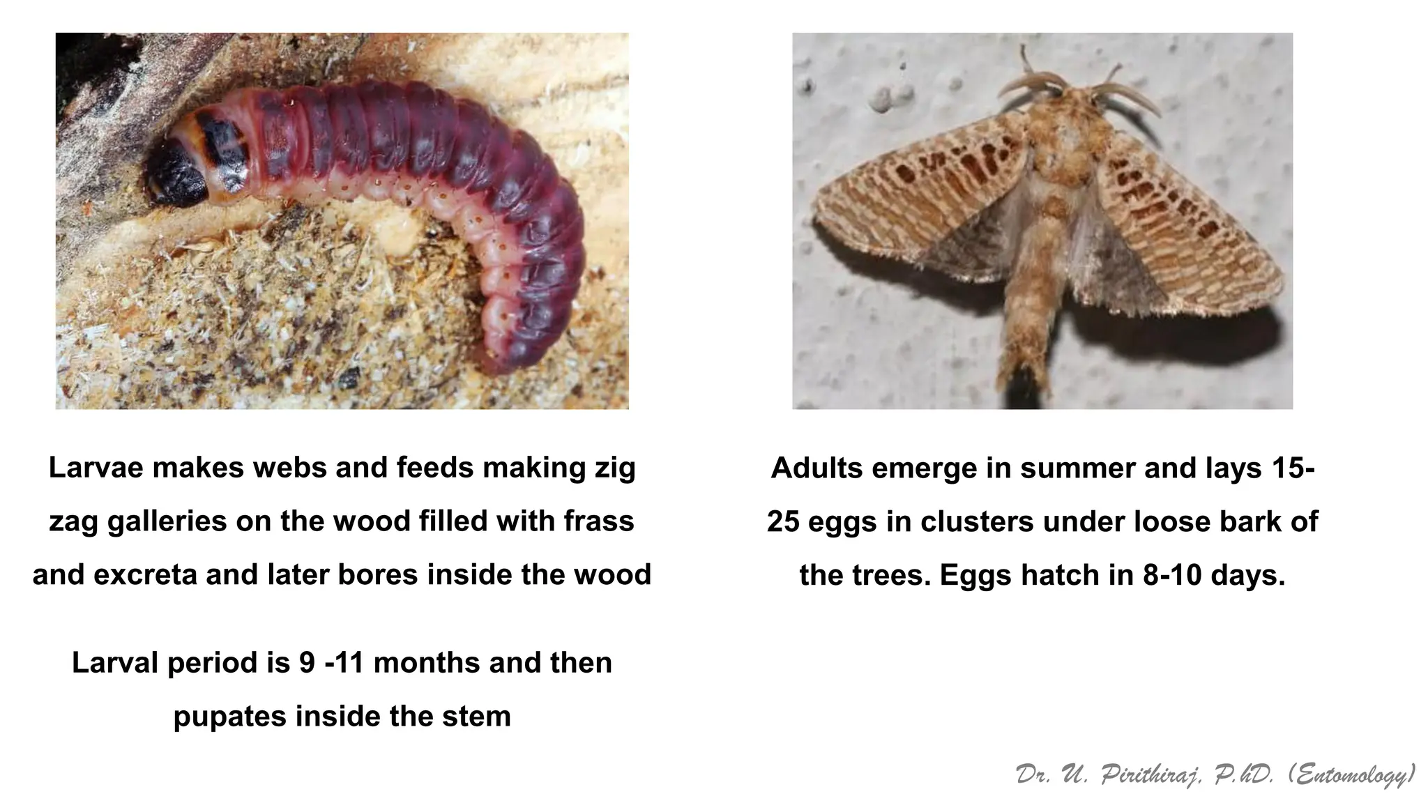 Pests of Anola_Identification_IPM_Dr.UPR.pdf