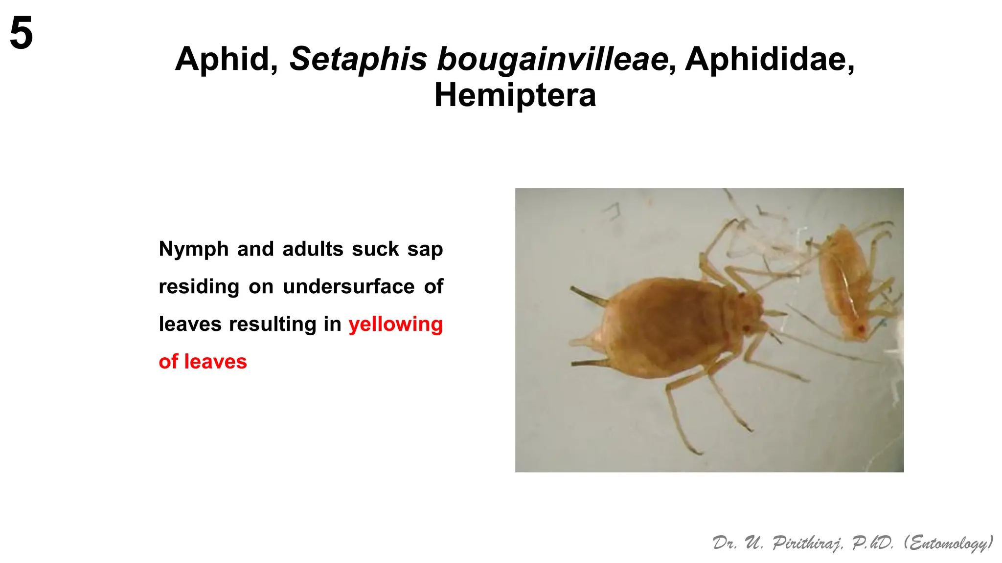 Pests of Anola_Identification_IPM_Dr.UPR.pdf