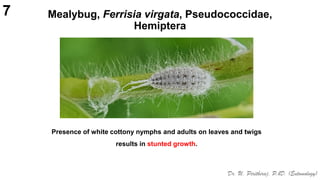 Pests of Anola_Identification_IPM_Dr.UPR.pdf
