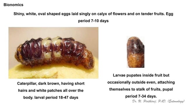 Pests of Anola_Identification_IPM_Dr.UPR.pdf