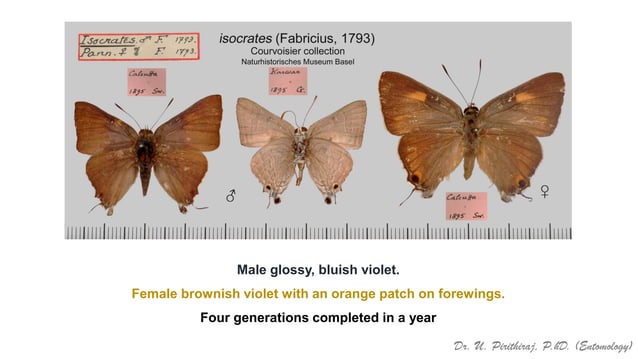 Pests of Anola_Identification_IPM_Dr.UPR.pdf