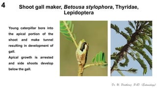 Pests of Anola_Identification_IPM_Dr.UPR.pdf